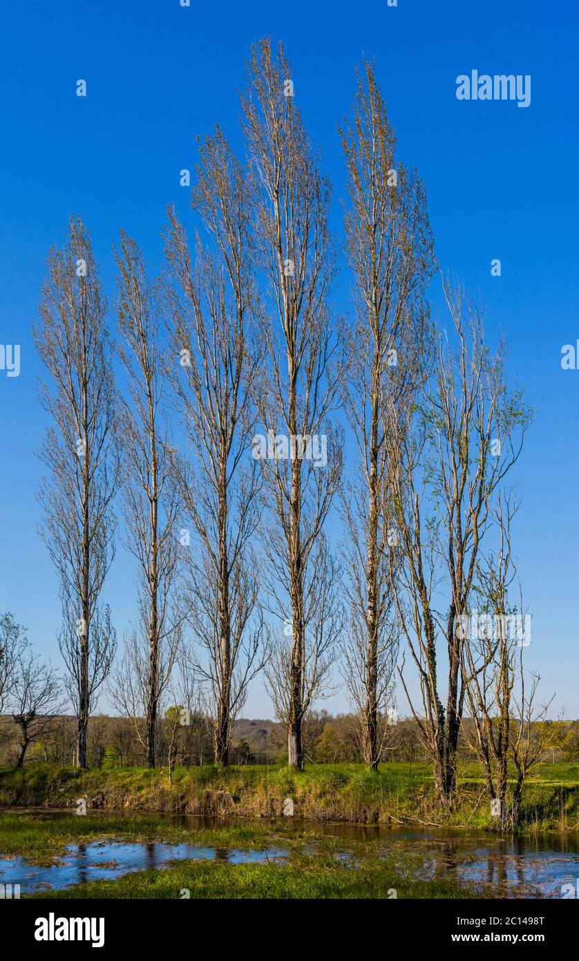 Tree line deciduous trees hi-res stock photography and images - Alamy