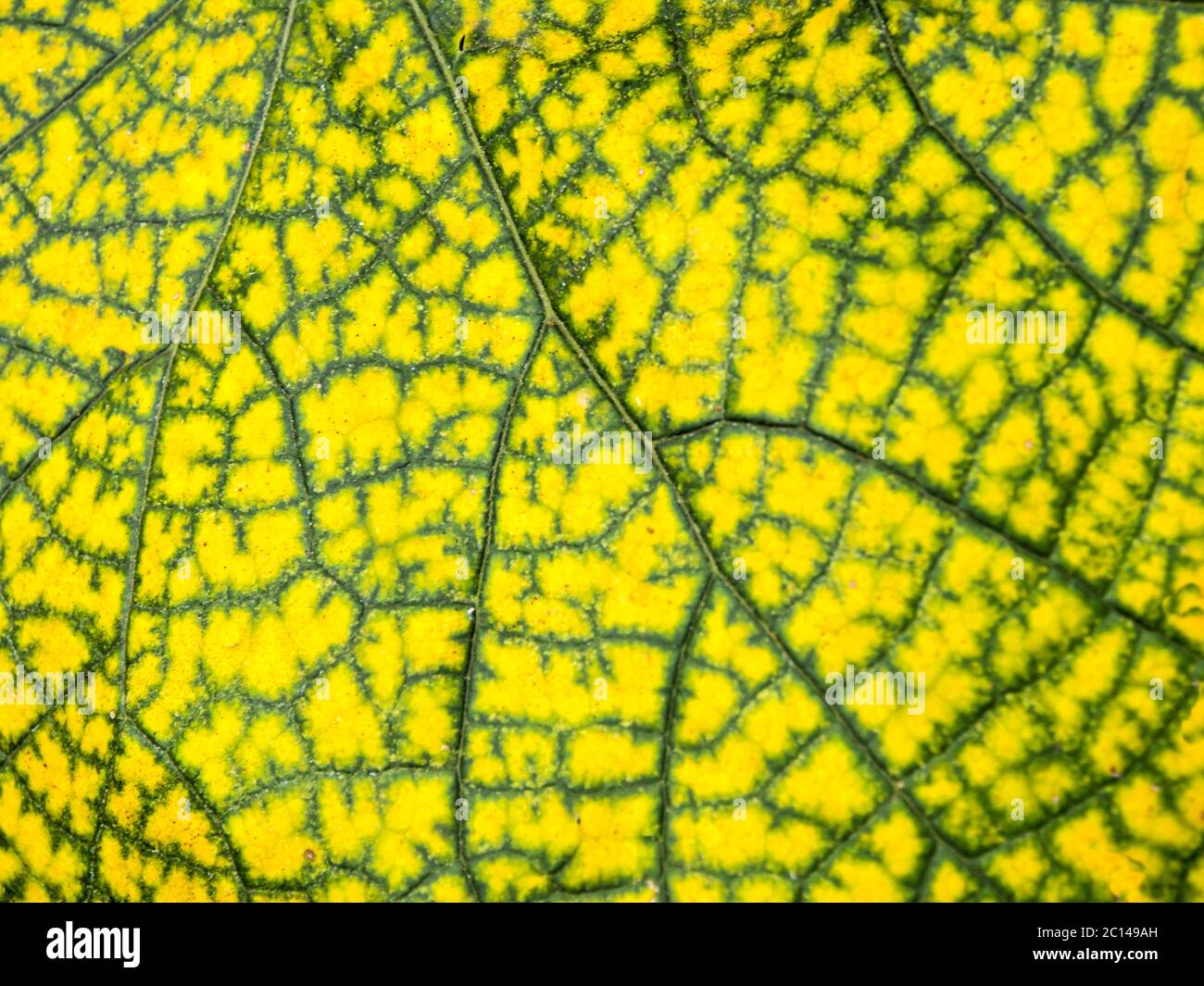 Yellow leaf with green line on surface Stock Photo - Alamy
