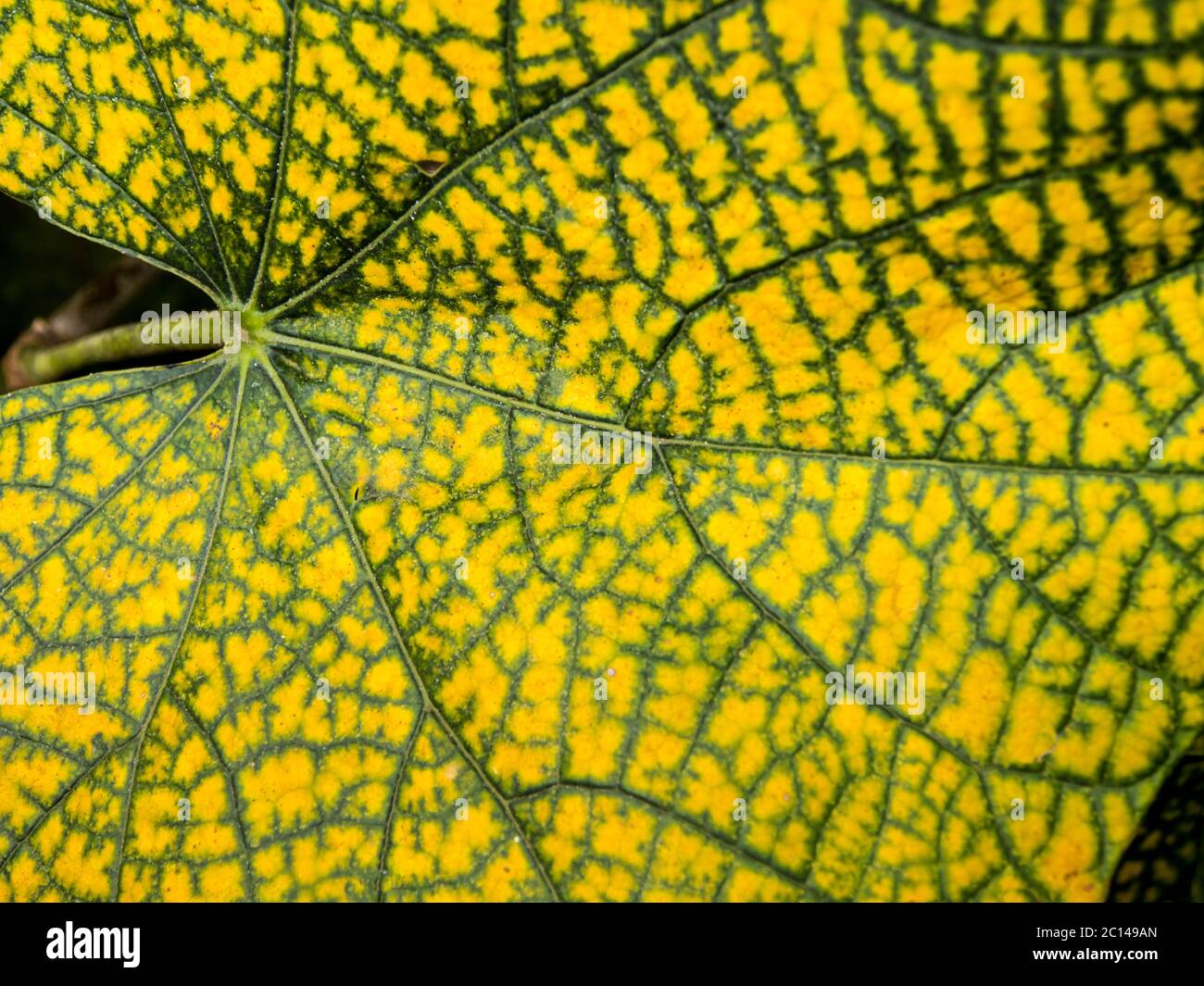 Yellow leaf with green line on surface Stock Photo - Alamy