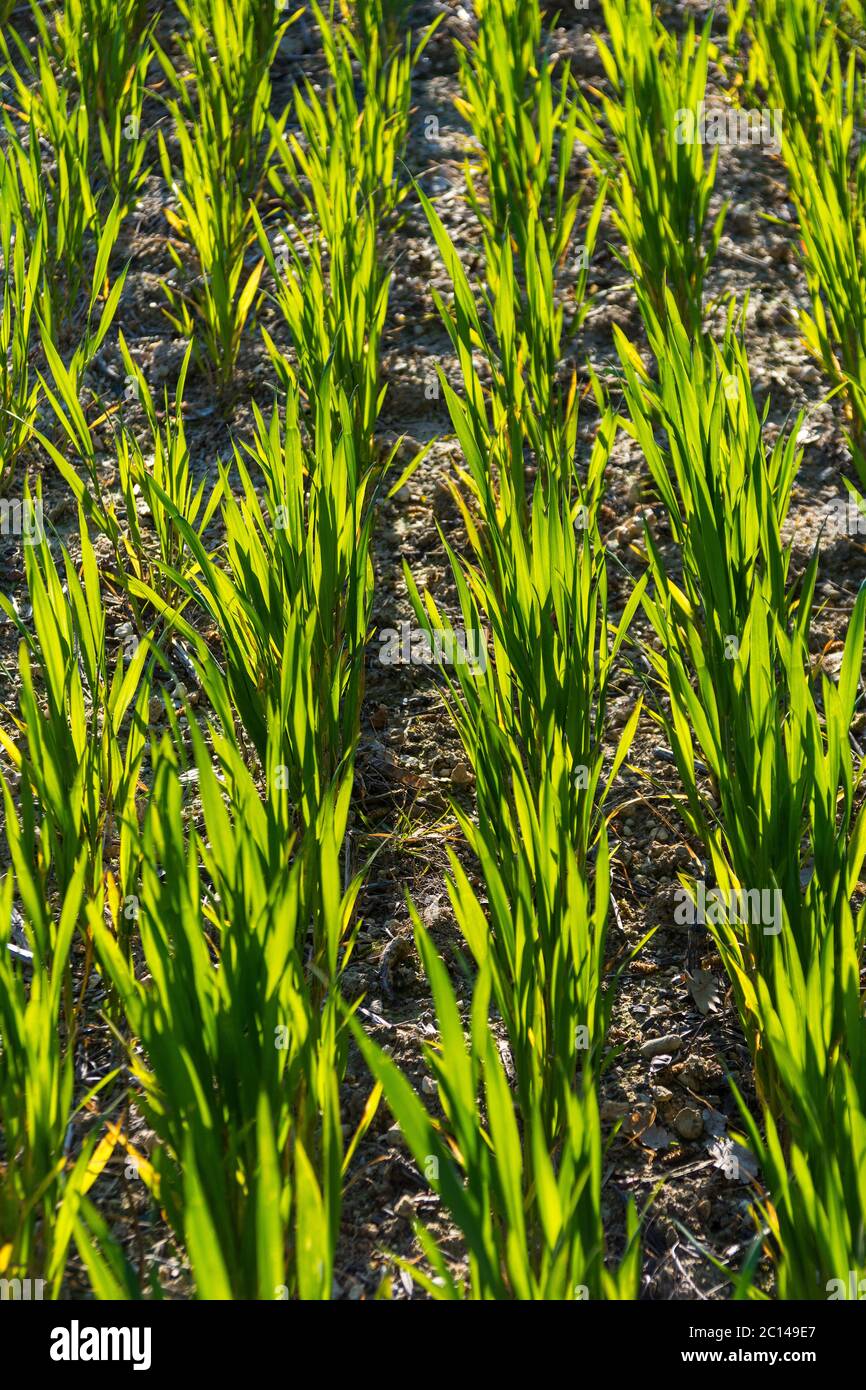 Growing rows hi-res stock photography and images - Alamy