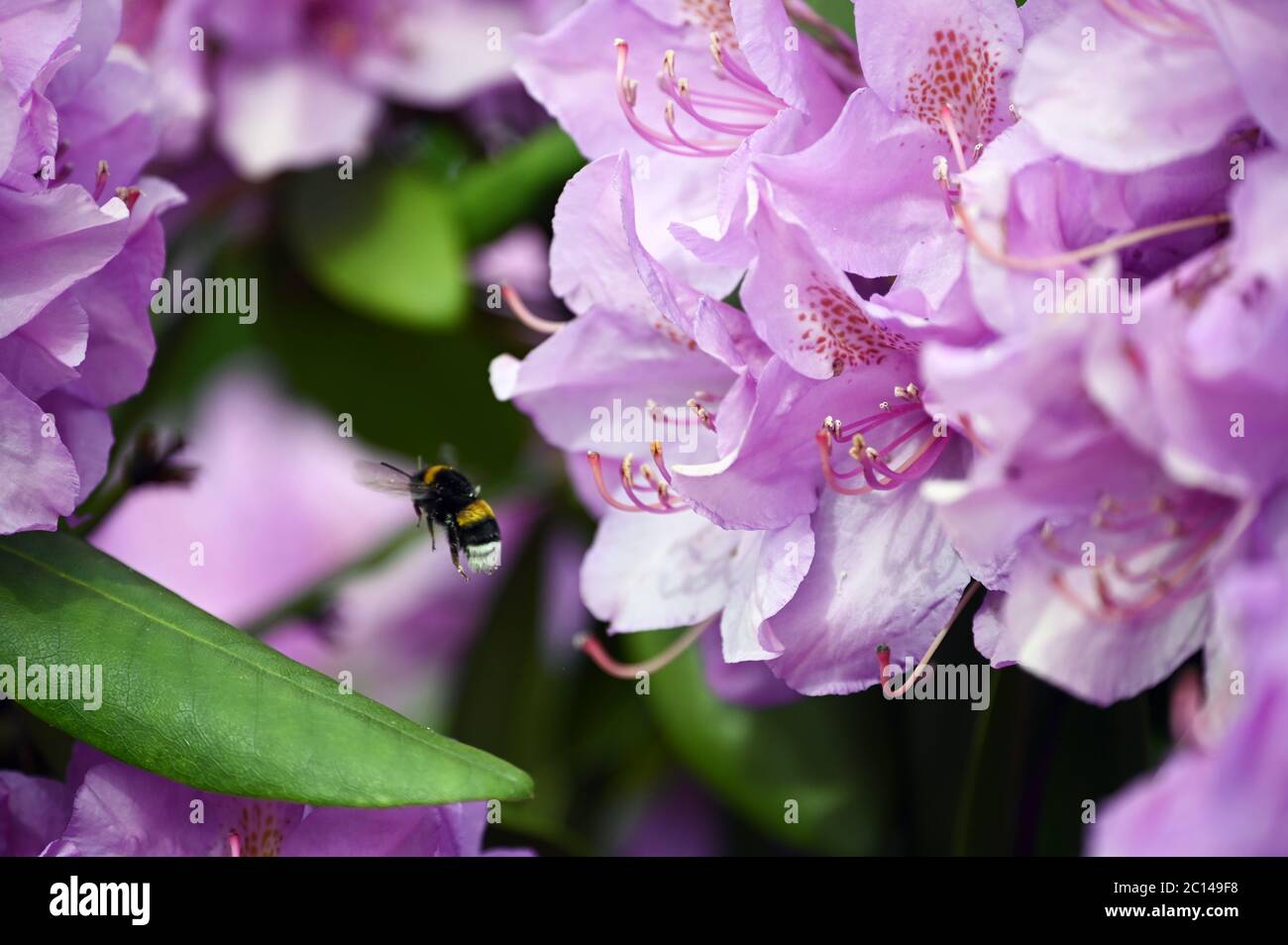 Flies around the light hi-res stock photography and images - Alamy