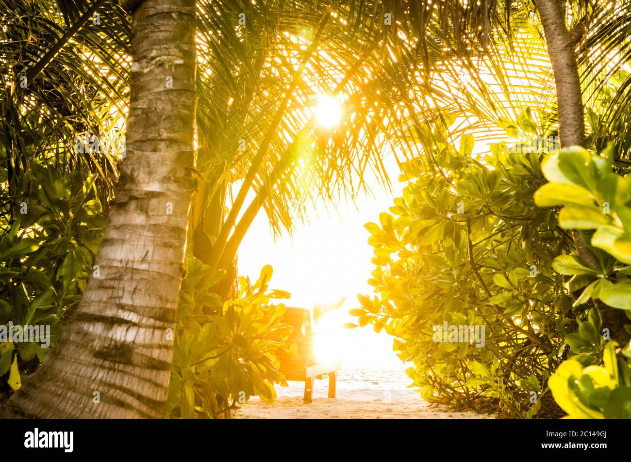 Stunning sunset at ocean seen through foliage of tropical greenery ...