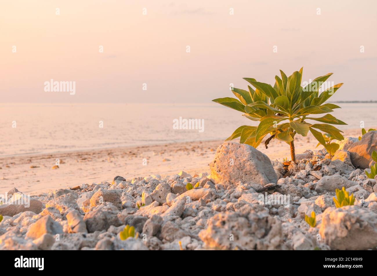 Small tree growing among rocks on beach of Maldives near ocean at ...