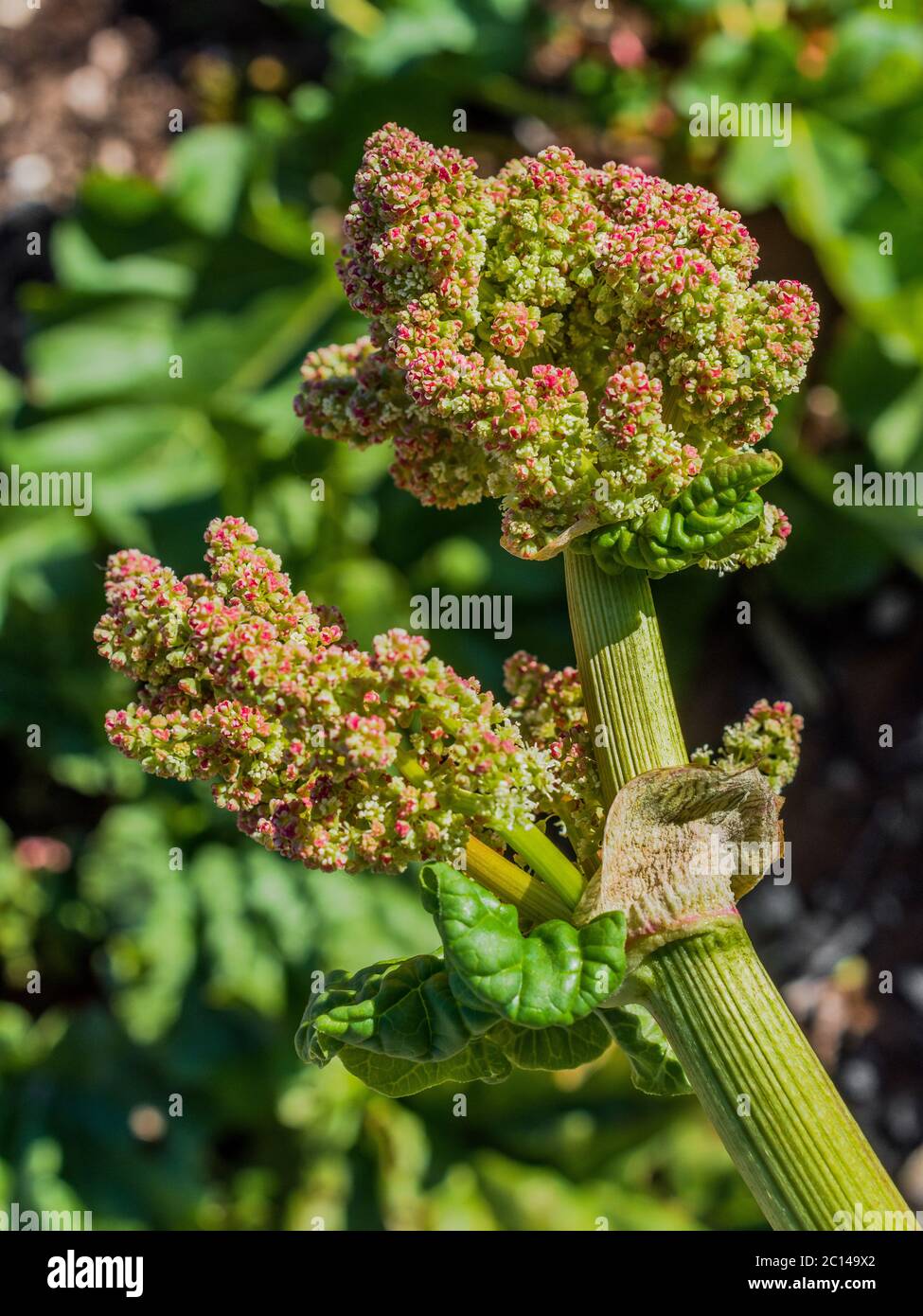 Rhubarb plant flowering and producing seeds Stock Photo - Alamy