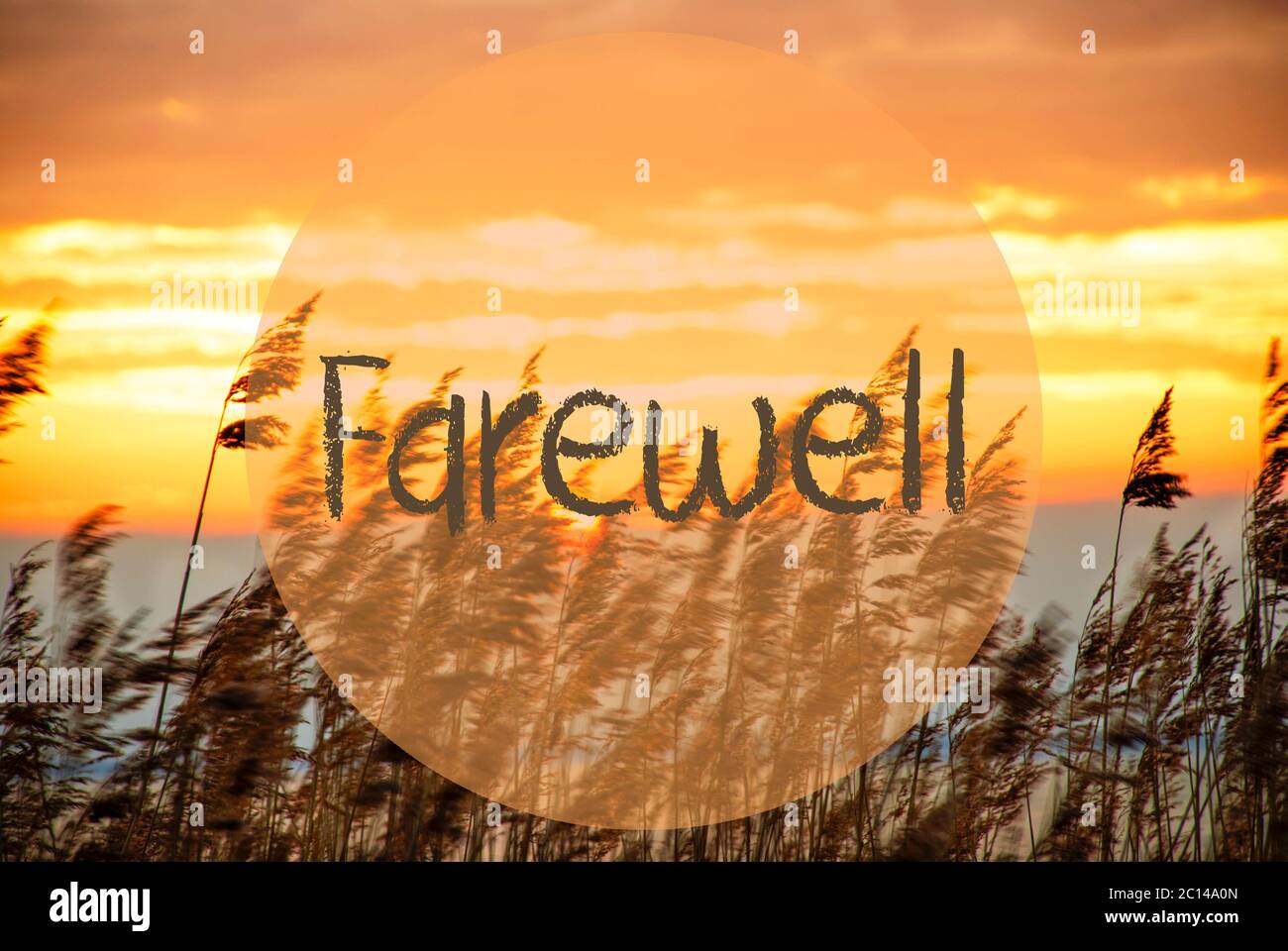 Beach Grass At Sunrise Or Sunset, Text Farewell Stock Photo - Alamy