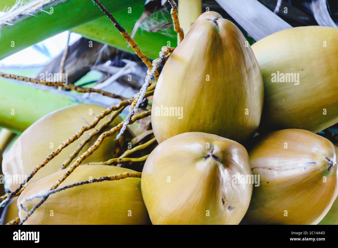 Coco whole hi-res stock photography and images - Alamy