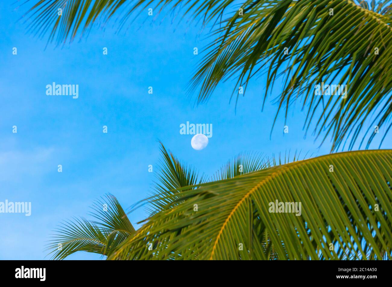 Coconut tree and moon hi-res stock photography and images - Alamy