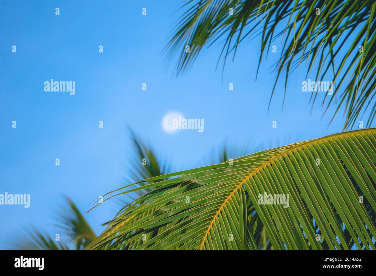 Coconut tree and moon hi-res stock photography and images - Alamy