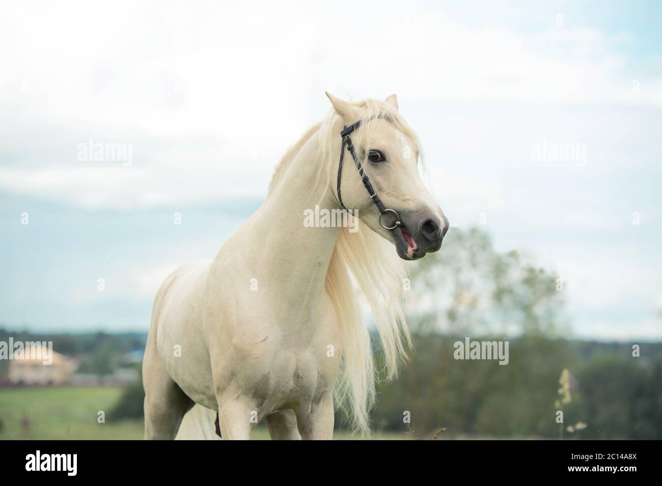 beautiful cream pony stallion in meadow Stock Photo - Alamy