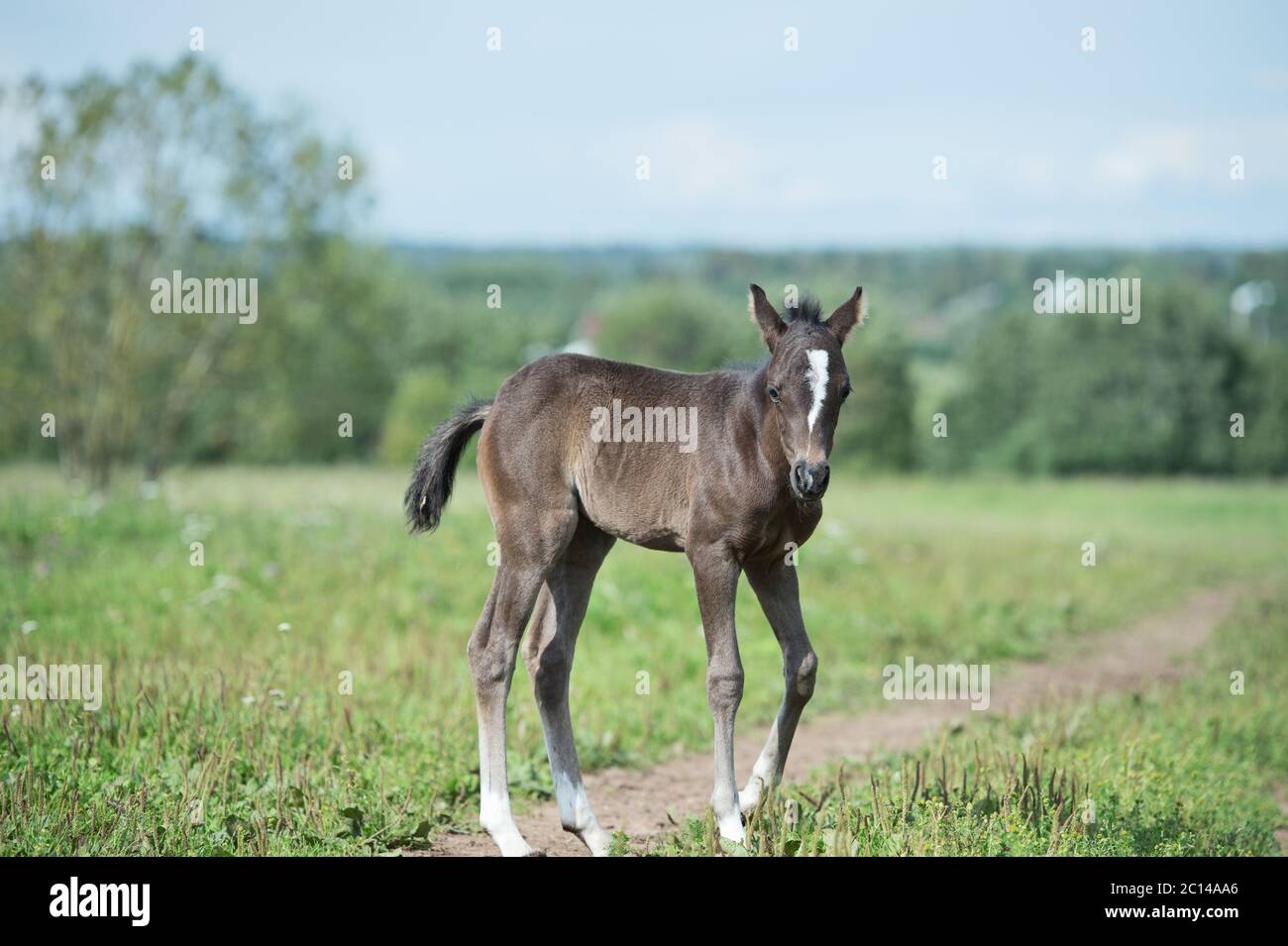 little pony baby in the field Stock Photo - Alamy