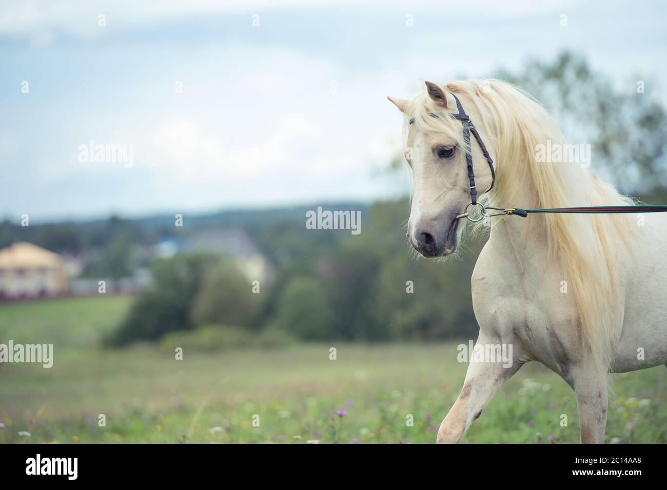 Cream pony hi-res stock photography and images - Alamy