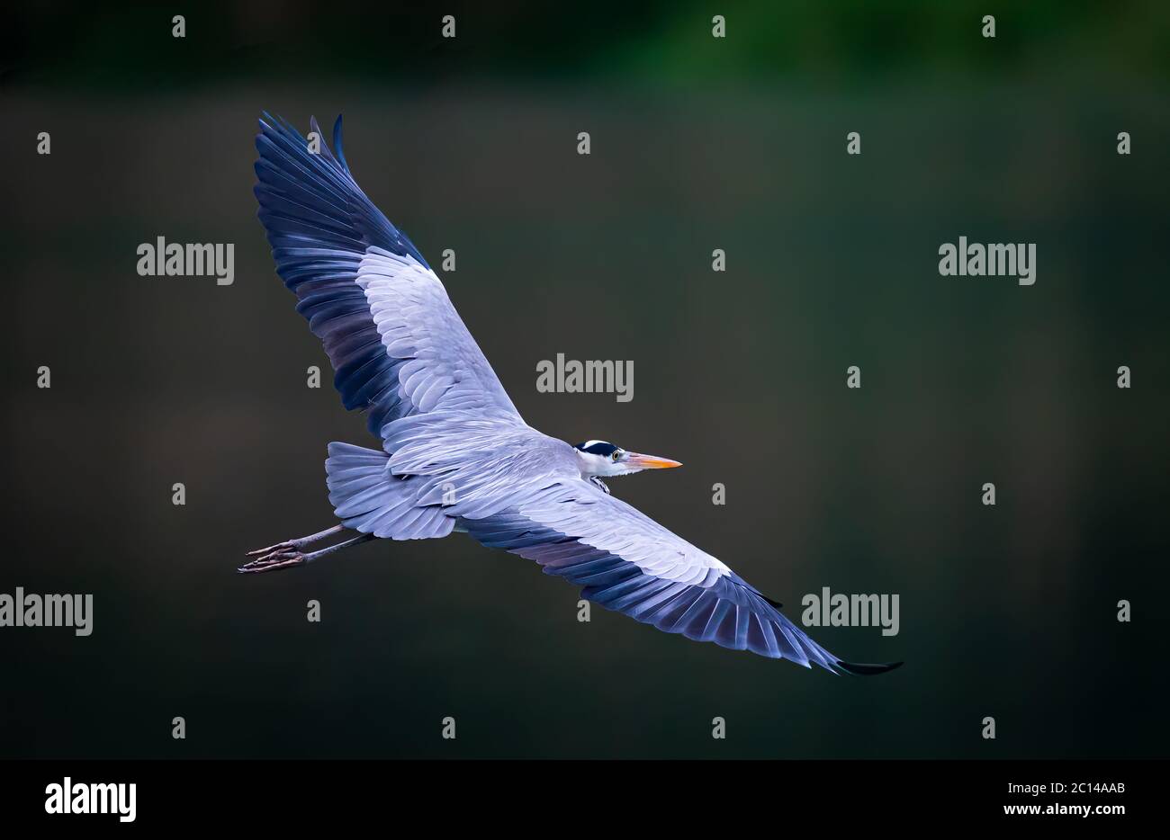 A back view closeup shot of a Great Blue Heron spreading its wings wide ...