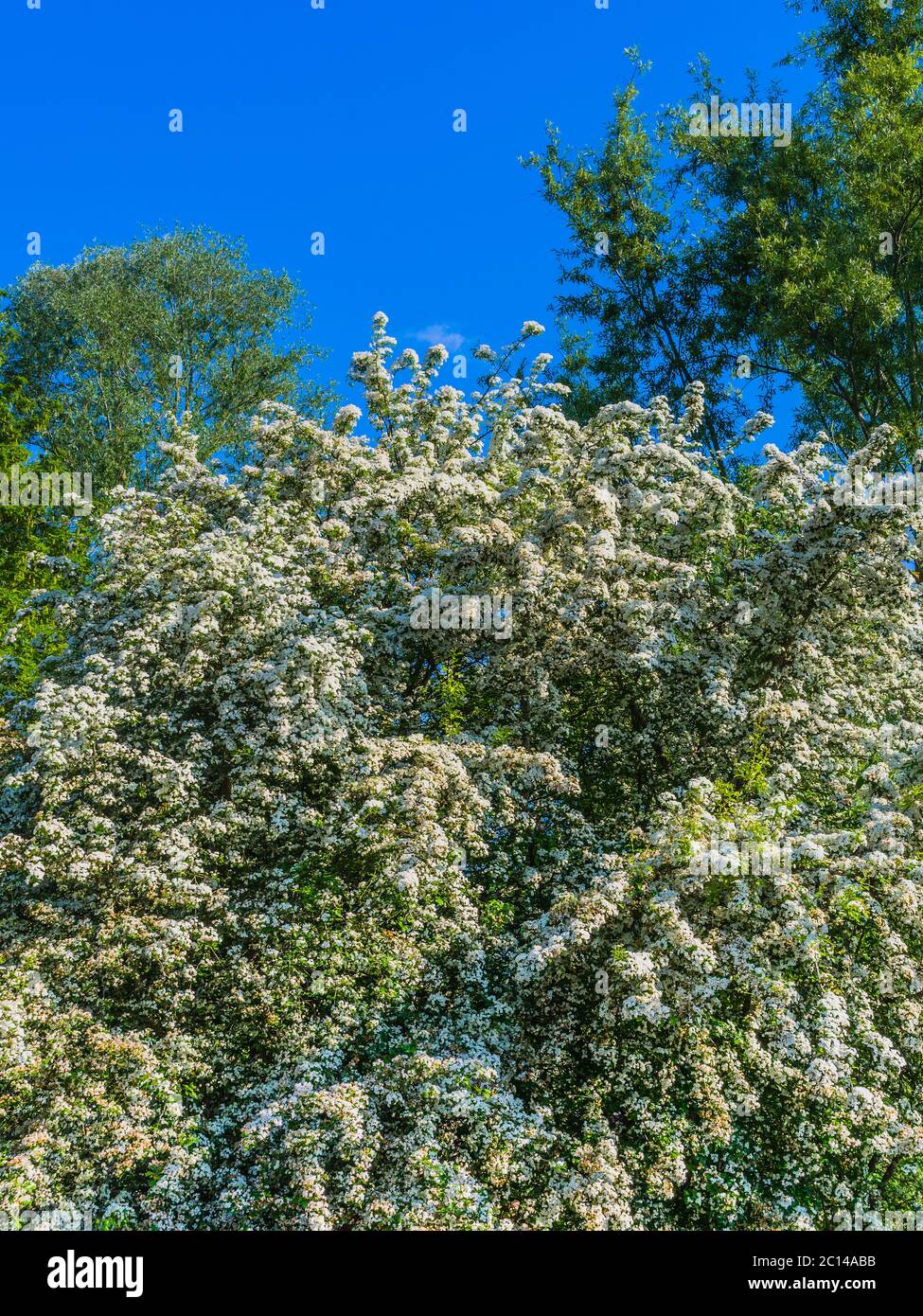 Hawthorn tree in blossom hi-res stock photography and images - Alamy