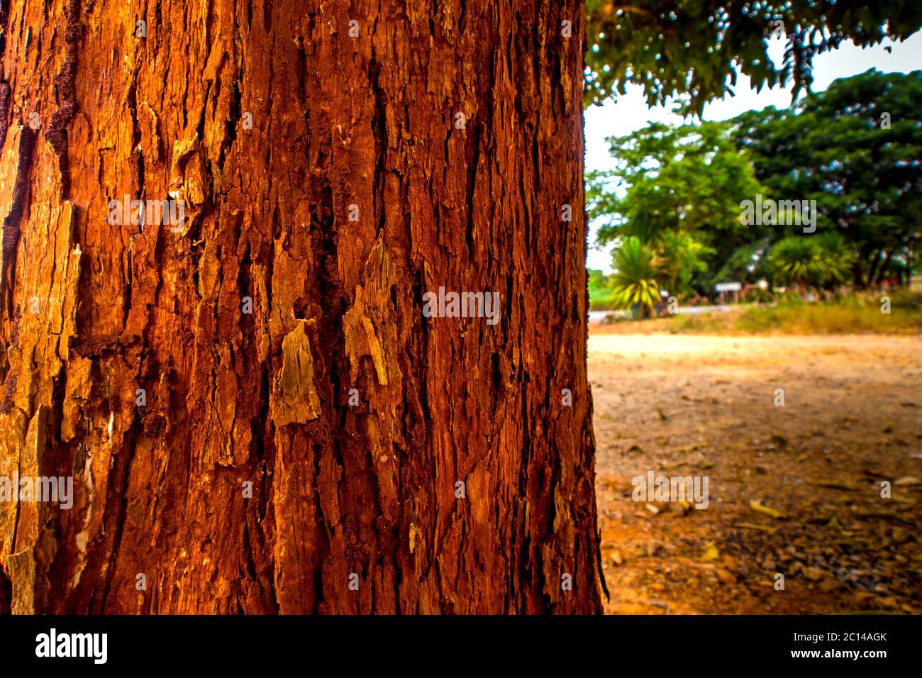 The trunk of the tree in vivid red color bark Stock Photo - Alamy