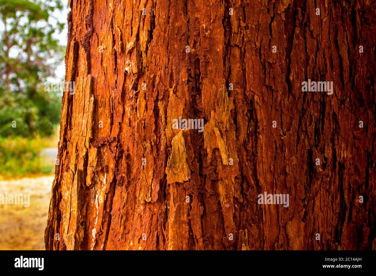 The trunk of the tree in vivid red color bark Stock Photo - Alamy