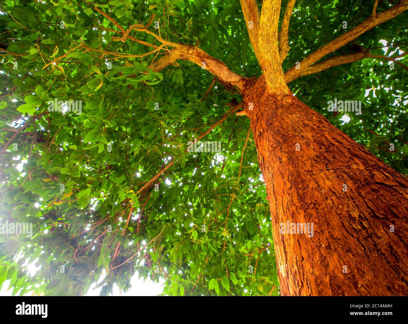 The trunk of the tree in vivid red color bark Stock Photo - Alamy