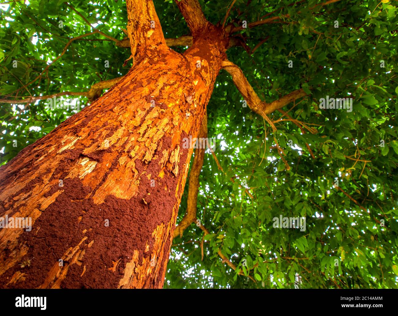 The trunk of the tree in vivid red color bark Stock Photo - Alamy
