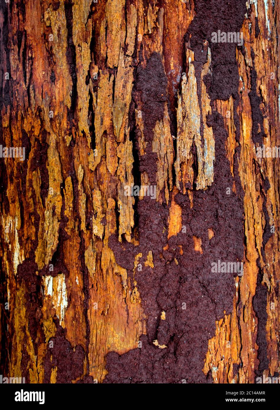 The trunk of the tree in vivid red color bark Stock Photo - Alamy