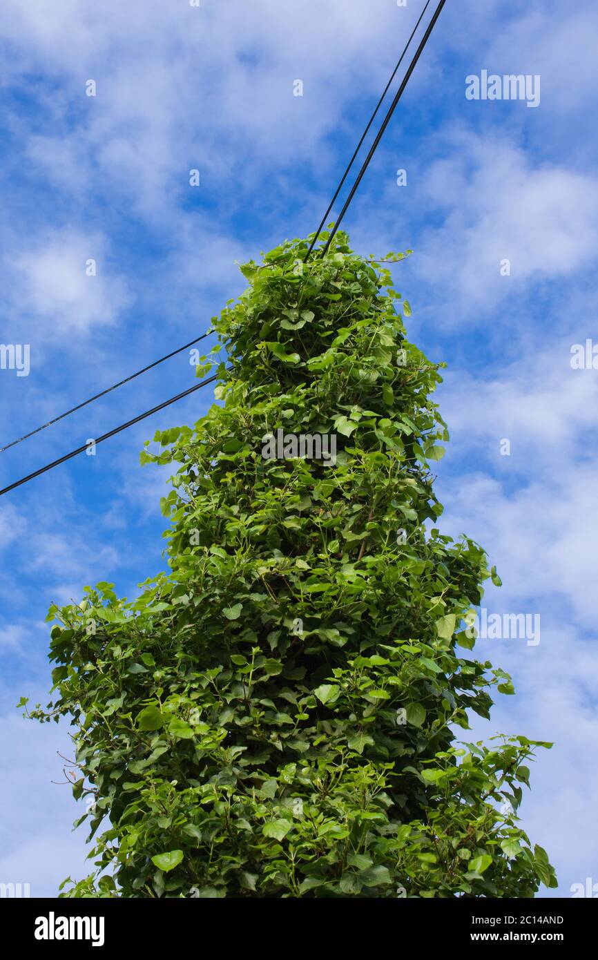 Lamp post climbing plant hi-res stock photography and images - Alamy