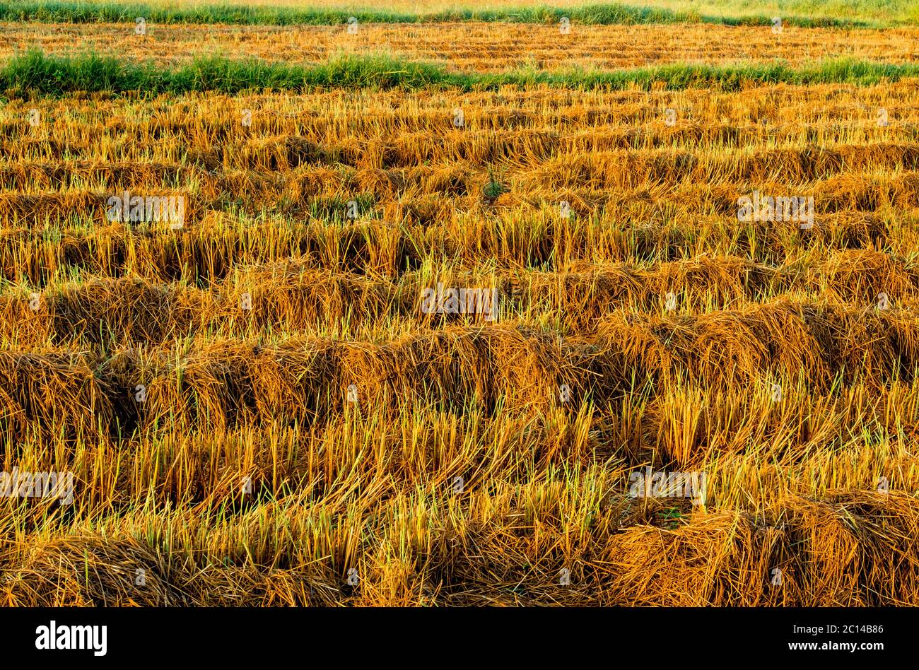 The golden yellow color of rice plant in rice fields after harvest ...