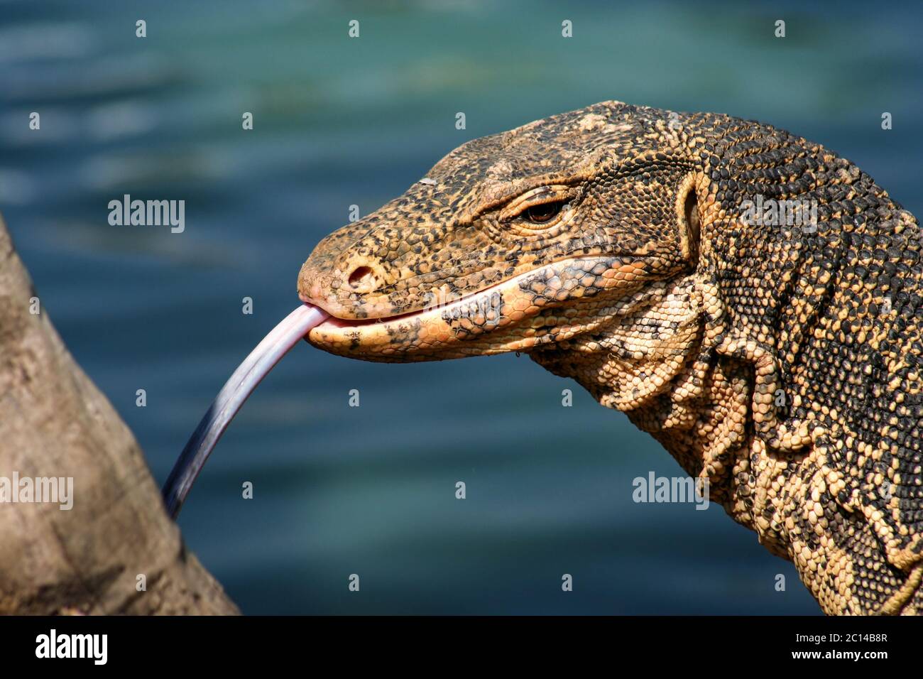 Big Lizard close up Stock Photo - Alamy