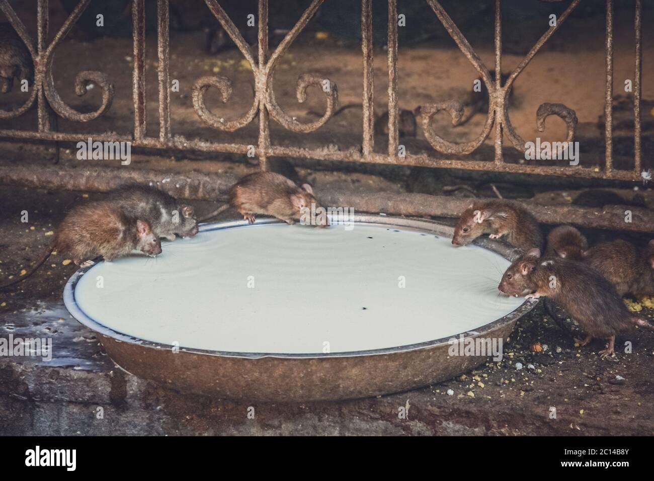 Rats drinking milk Stock Photo - Alamy