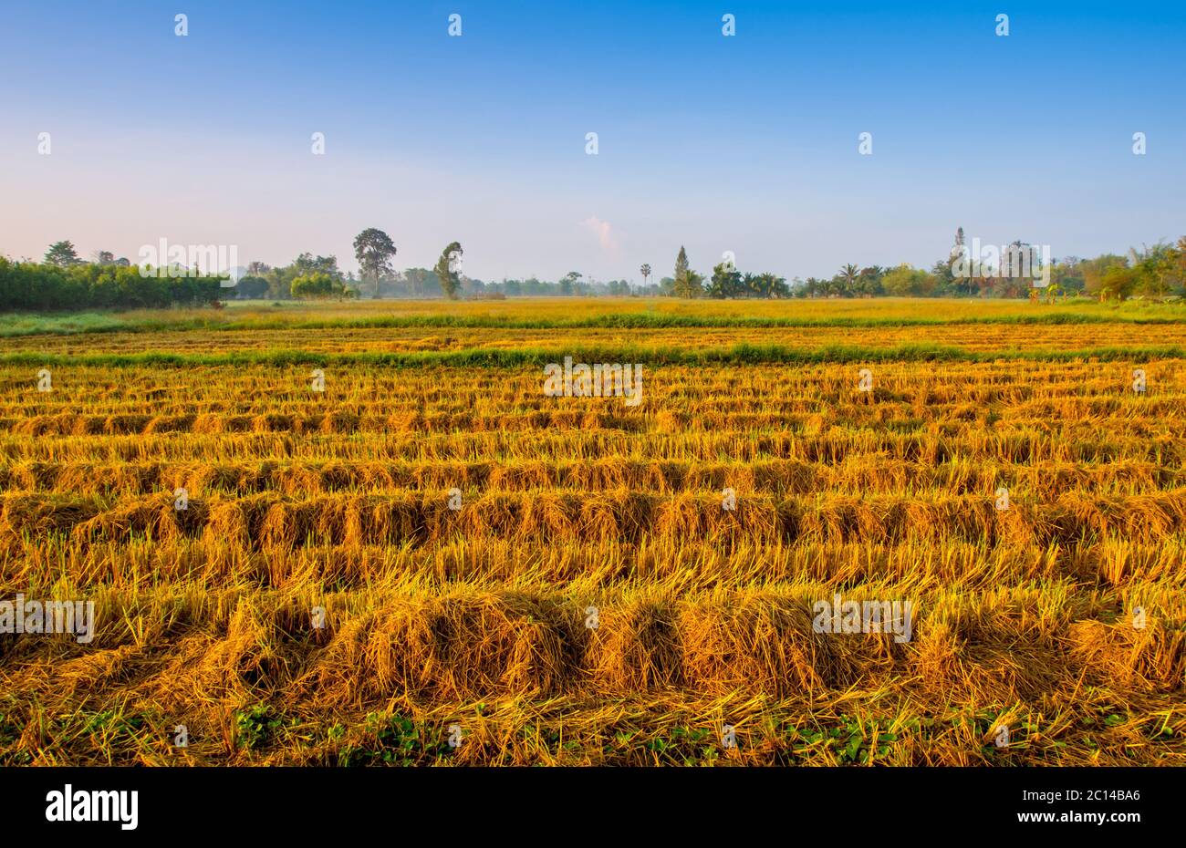 The golden yellow color of rice plant in rice fields after harvest ...