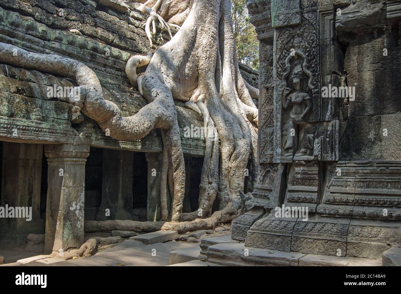Kapok tree hi-res stock photography and images - Alamy