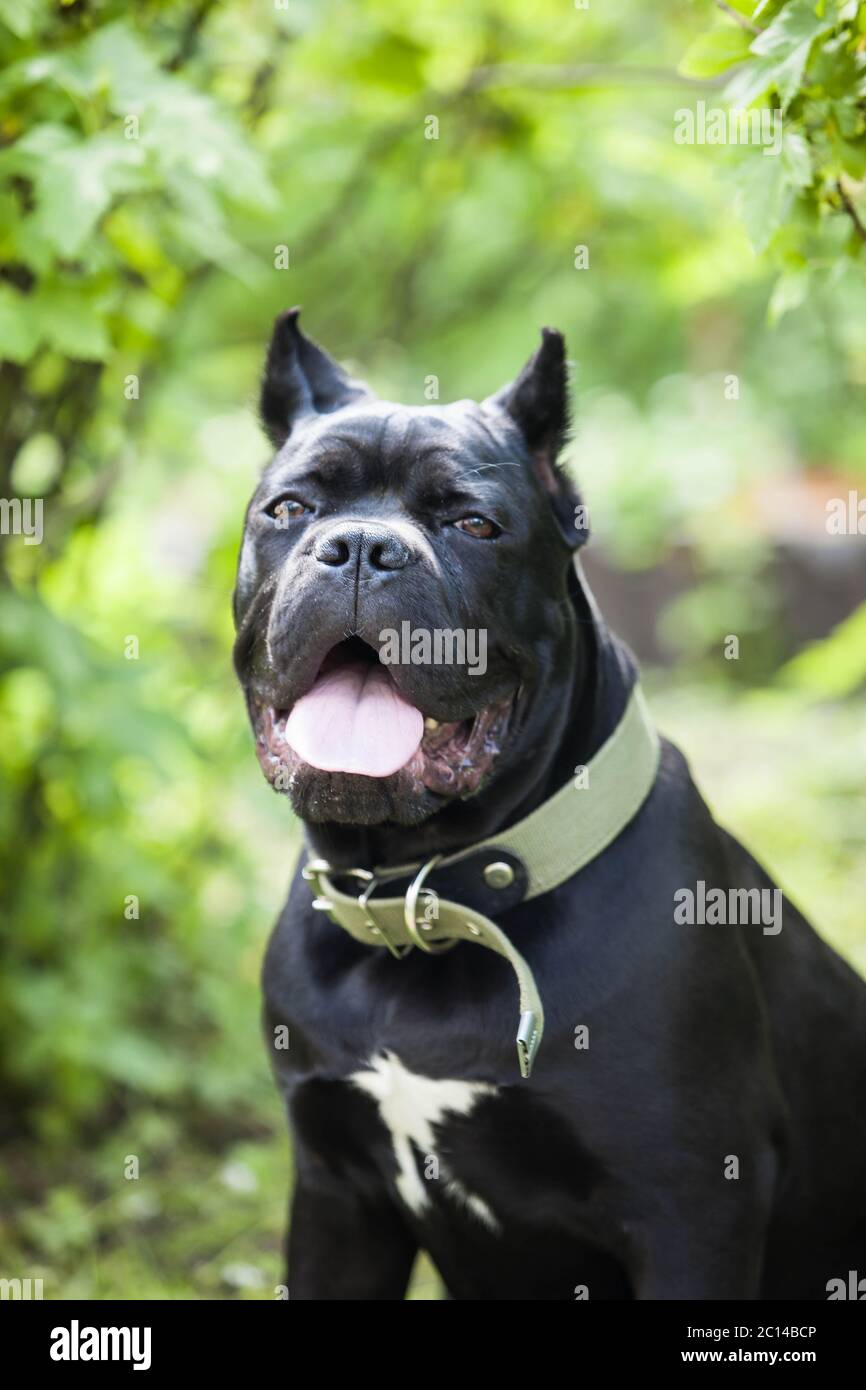 Are Cane Paratore Aggressive