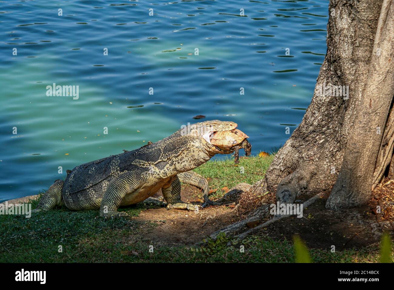 Big dead lizard hi-res stock photography and images - Alamy