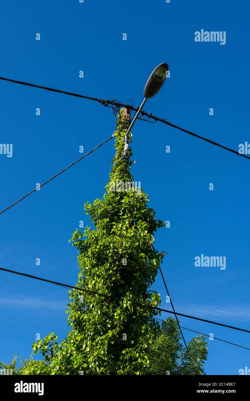 Street lamp-post covered in climbing Ivy growth - France Stock Photo ...