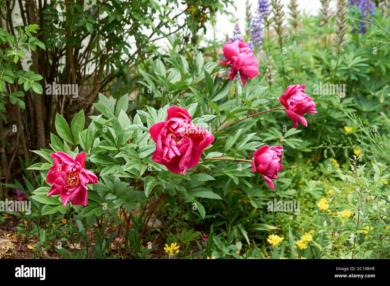 Stylized pink peonies hi-res stock photography and images - Alamy