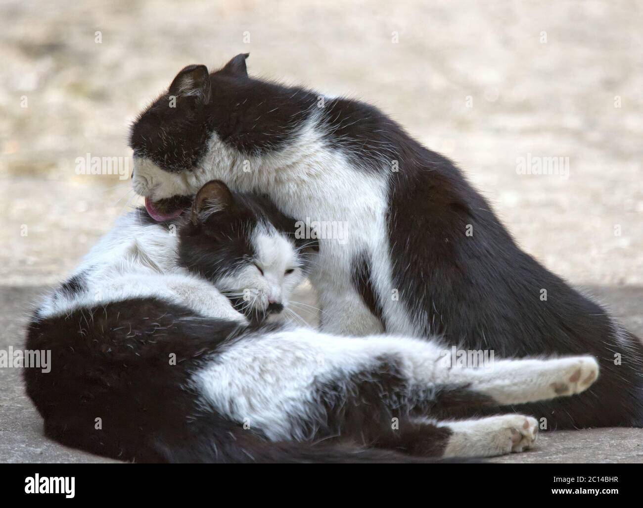 Cats kissing hi-res stock photography and images - Alamy