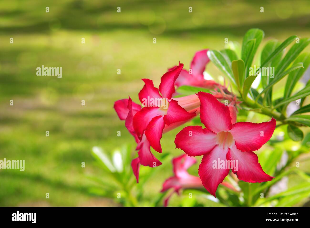Desert rose hi-res stock photography and images - Alamy