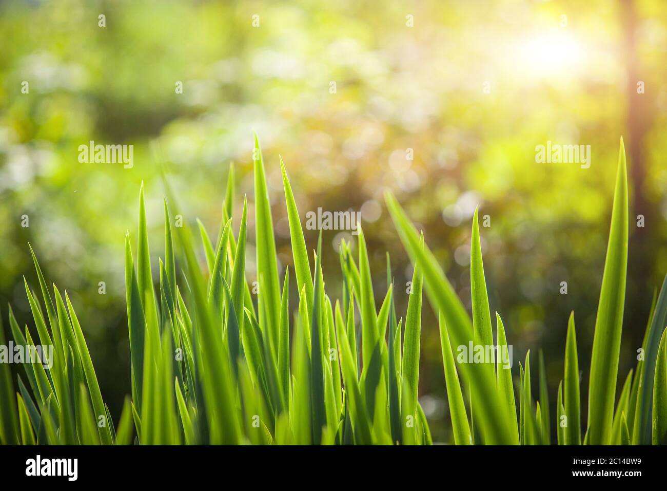 Sharp green leaves of an exotic plant in the rays of the bright setting ...