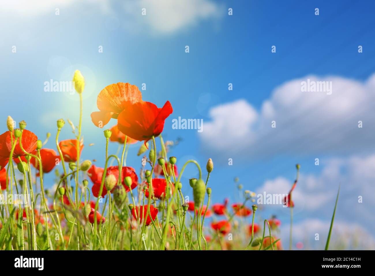 Poppies in the sun hi-res stock photography and images - Alamy