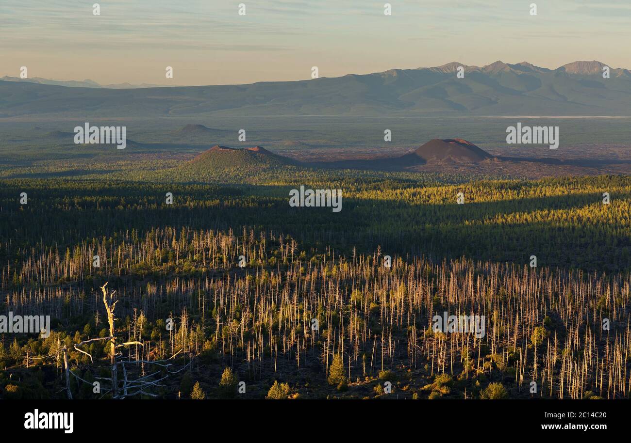 Dead wood - a consequence of a catastrophic release of ash during the ...
