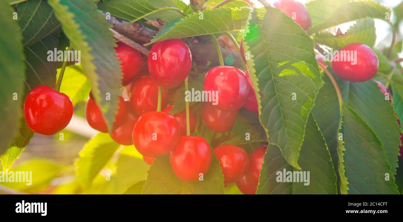 Cherries hanging on a cherry tree branch Stock Photo - Alamy