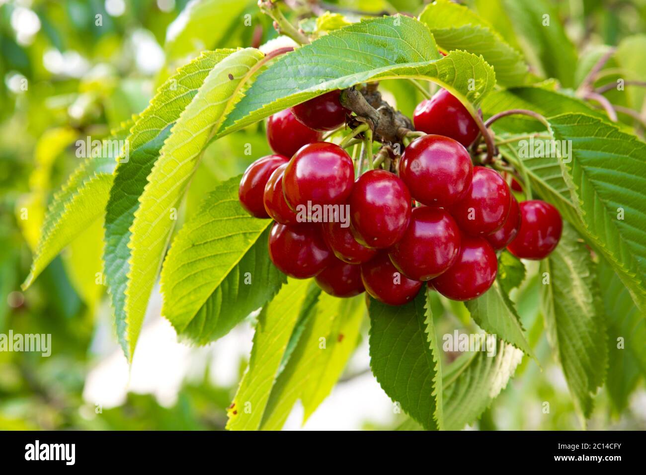 Cherries hanging on a cherry tree branch Stock Photo - Alamy