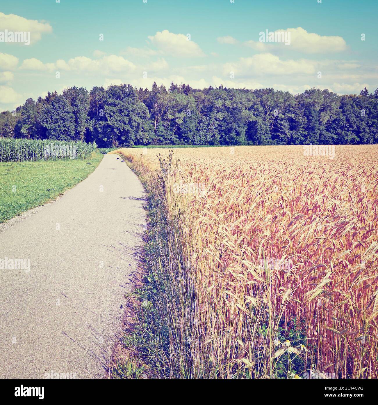 Wheat ground fields hi-res stock photography and images - Alamy