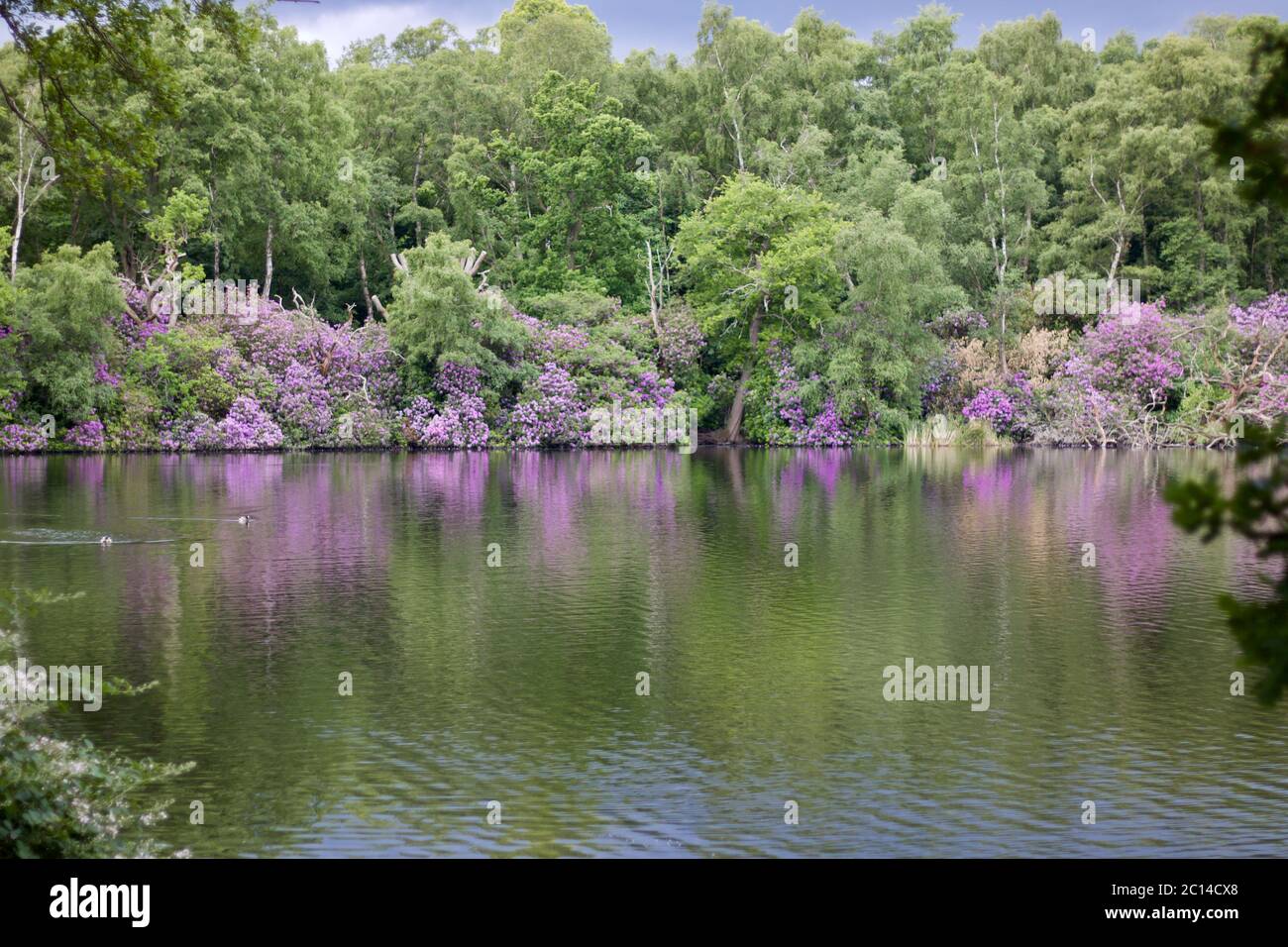 Beautiful rhododendrons hi-res stock photography and images - Alamy