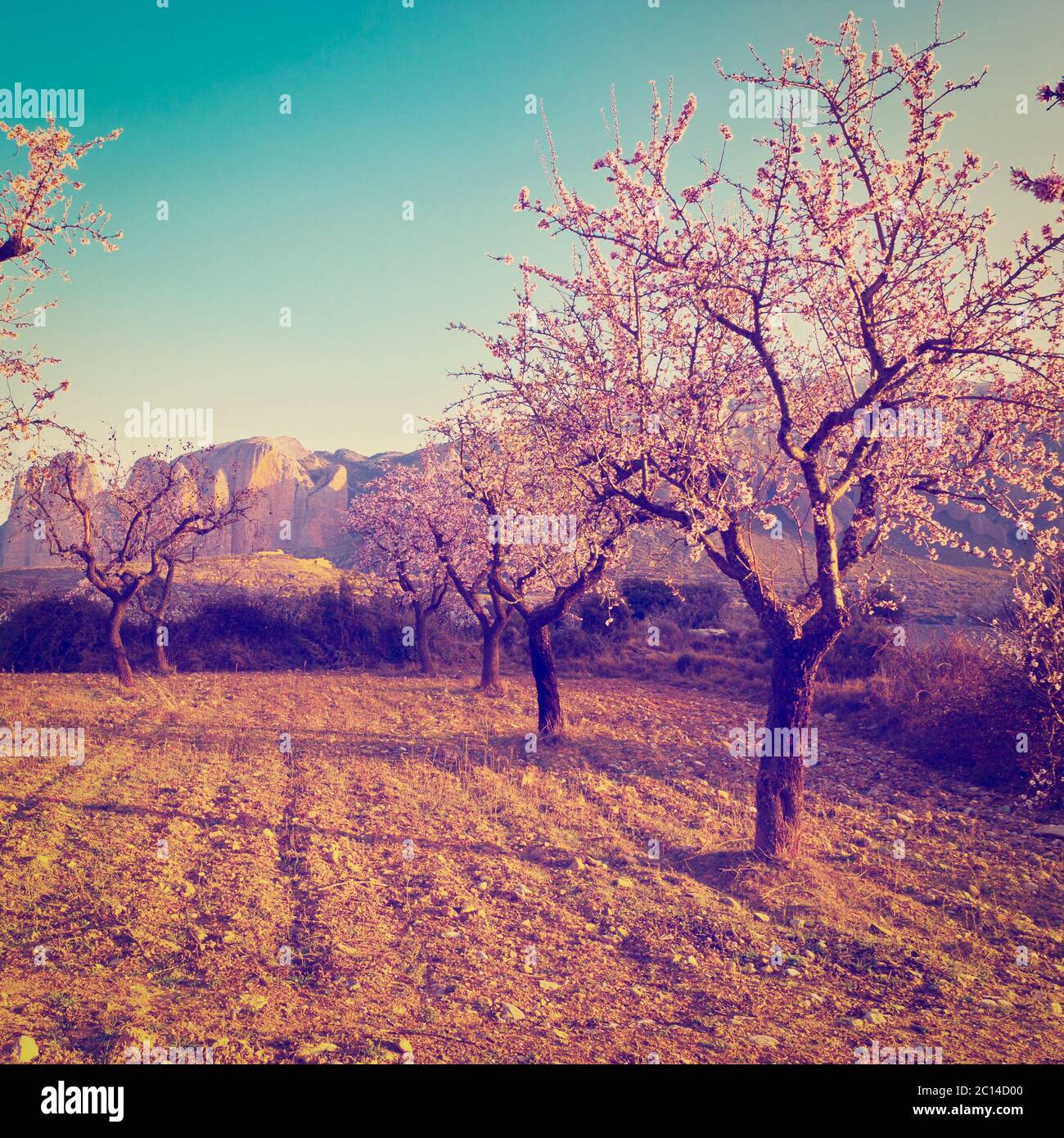 Orchard valley almonds hi-res stock photography and images - Alamy