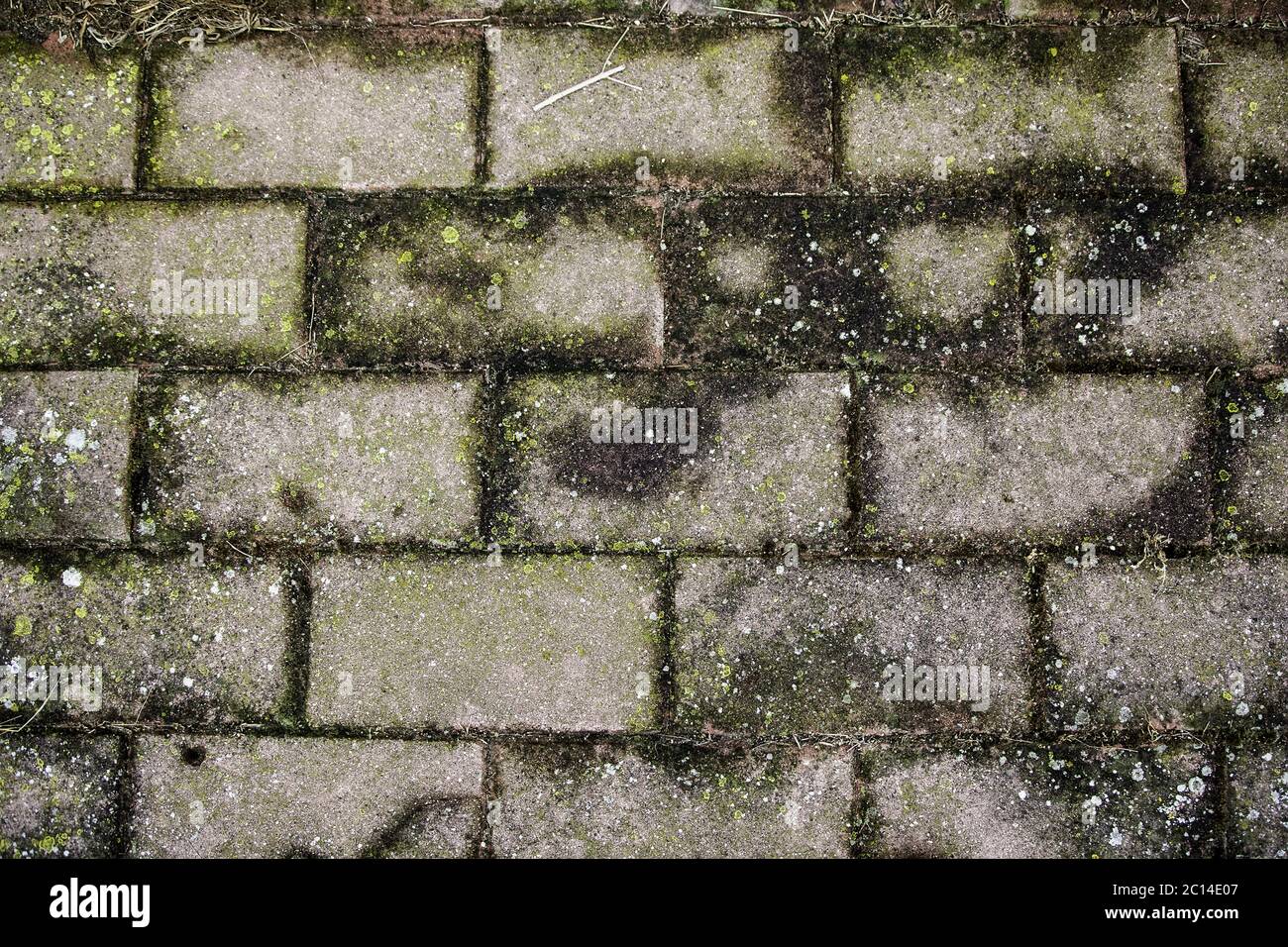 Cobblestones with herbs, detail of pedestrian walkway with vegetation ...