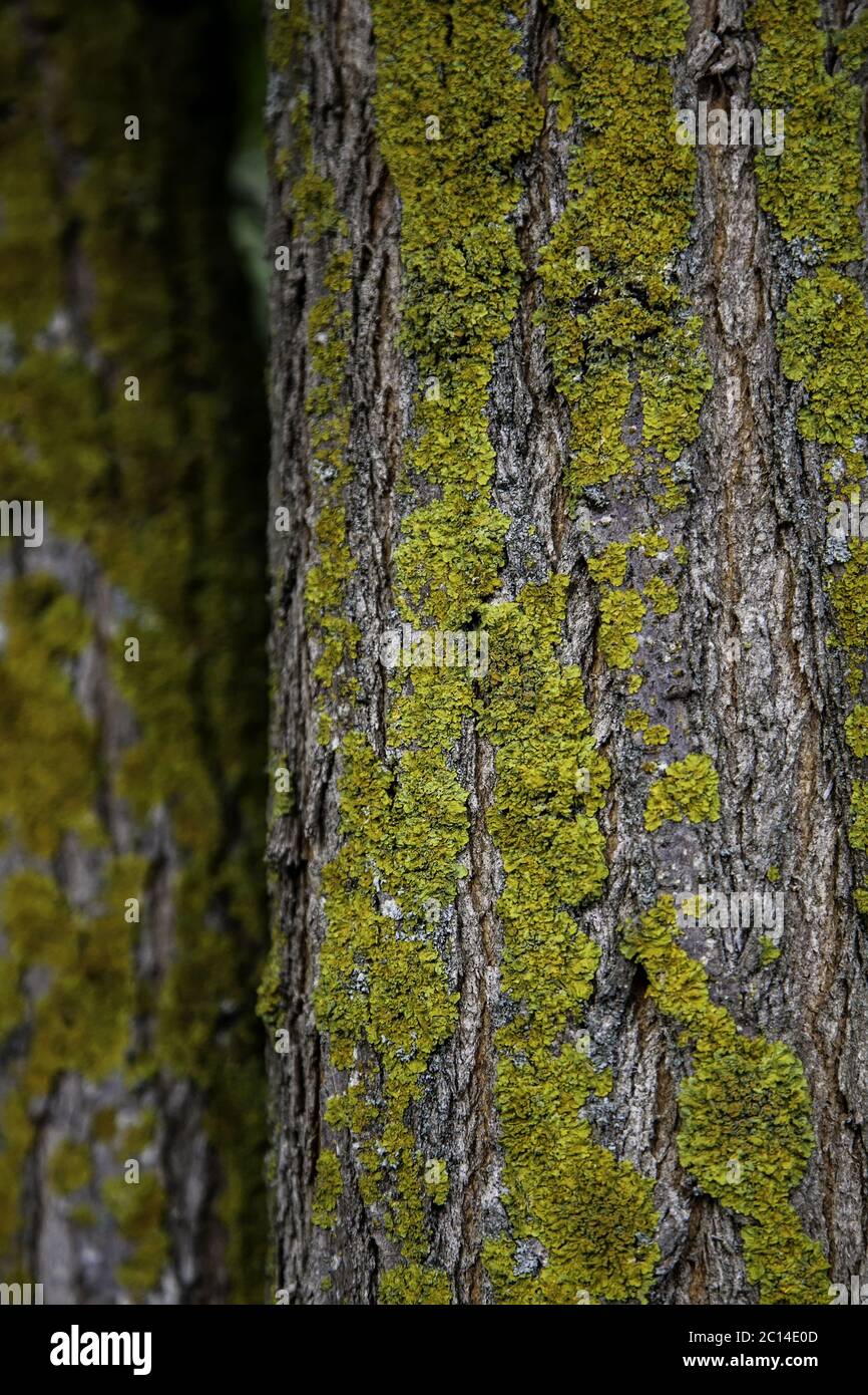 Tree bark with moss, detail of nature in the forest Stock Photo - Alamy
