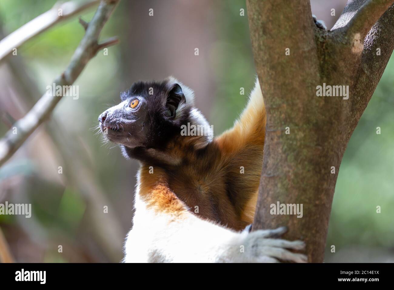 One Sifaka lemur that has made itself comfortable in the treetop Stock ...