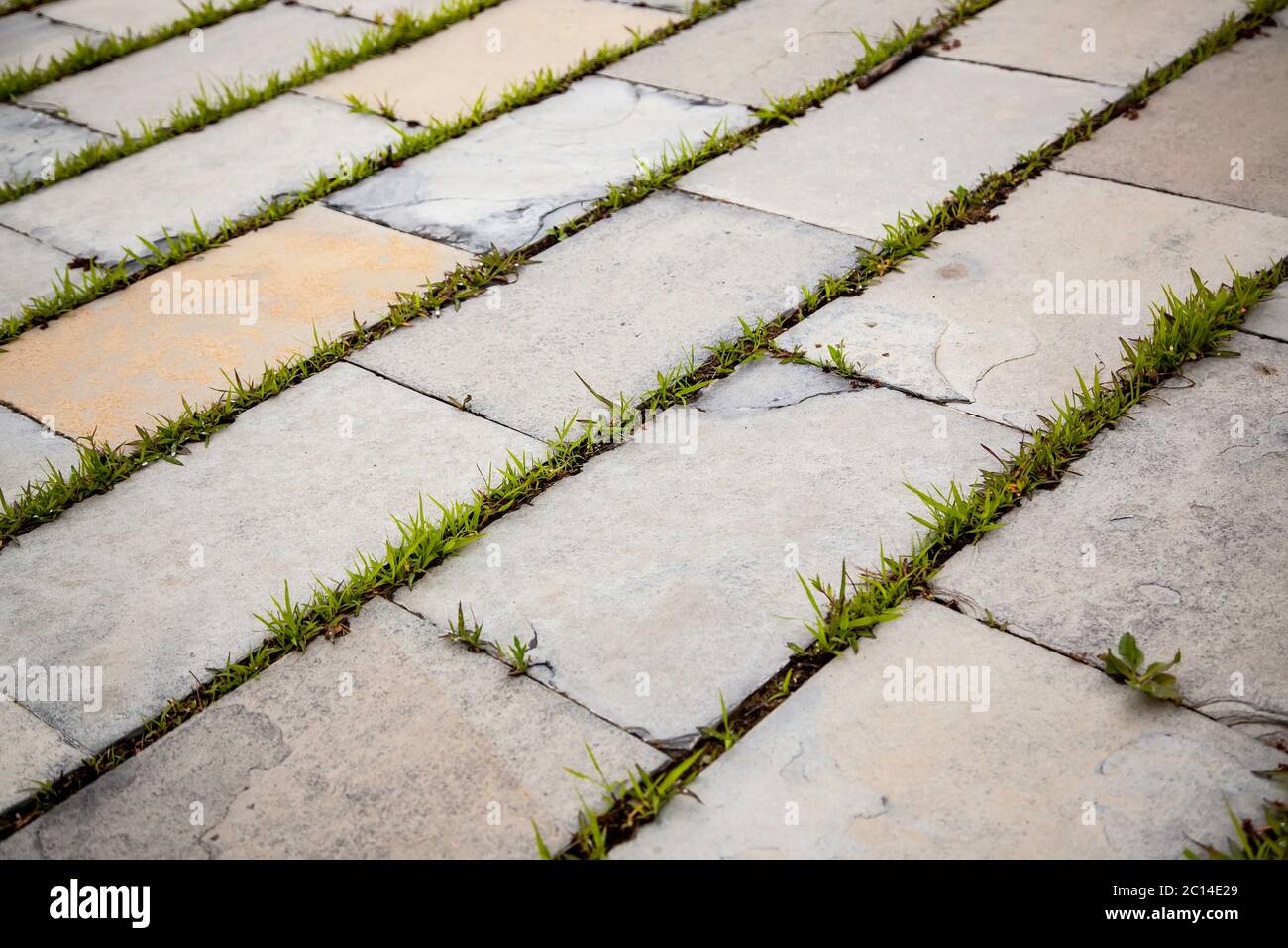 Cobblestones with herbs, detail of pedestrian walkway with vegetation ...