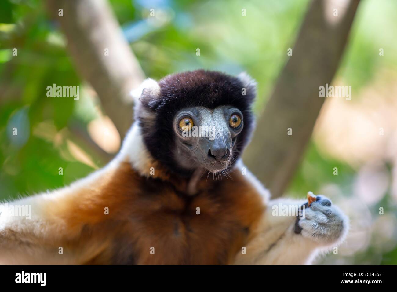 One Sifaka lemur that has made itself comfortable in the treetop Stock ...
