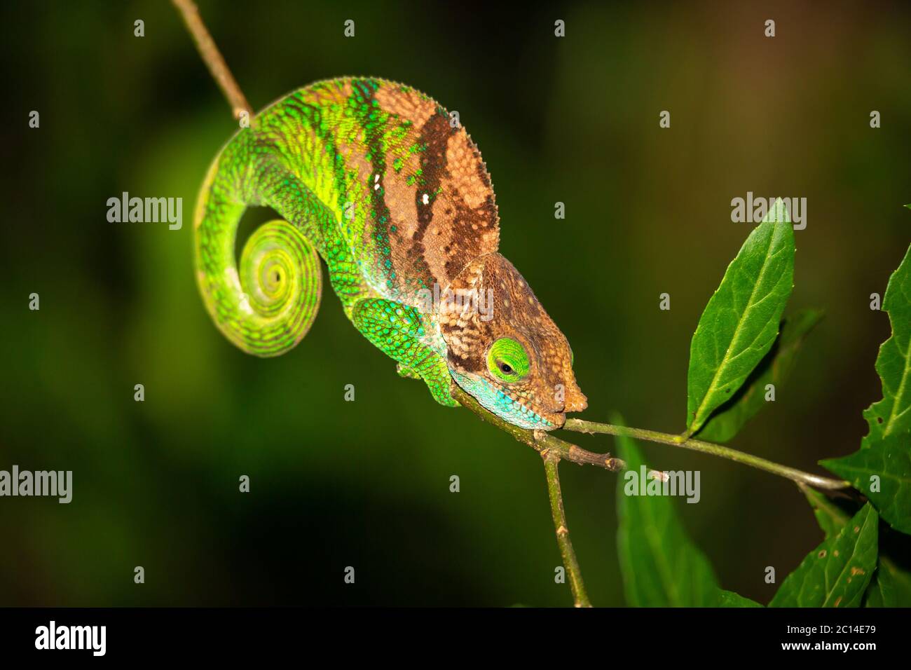 One Colorful chameleon on a branch of a tree Stock Photo - Alamy