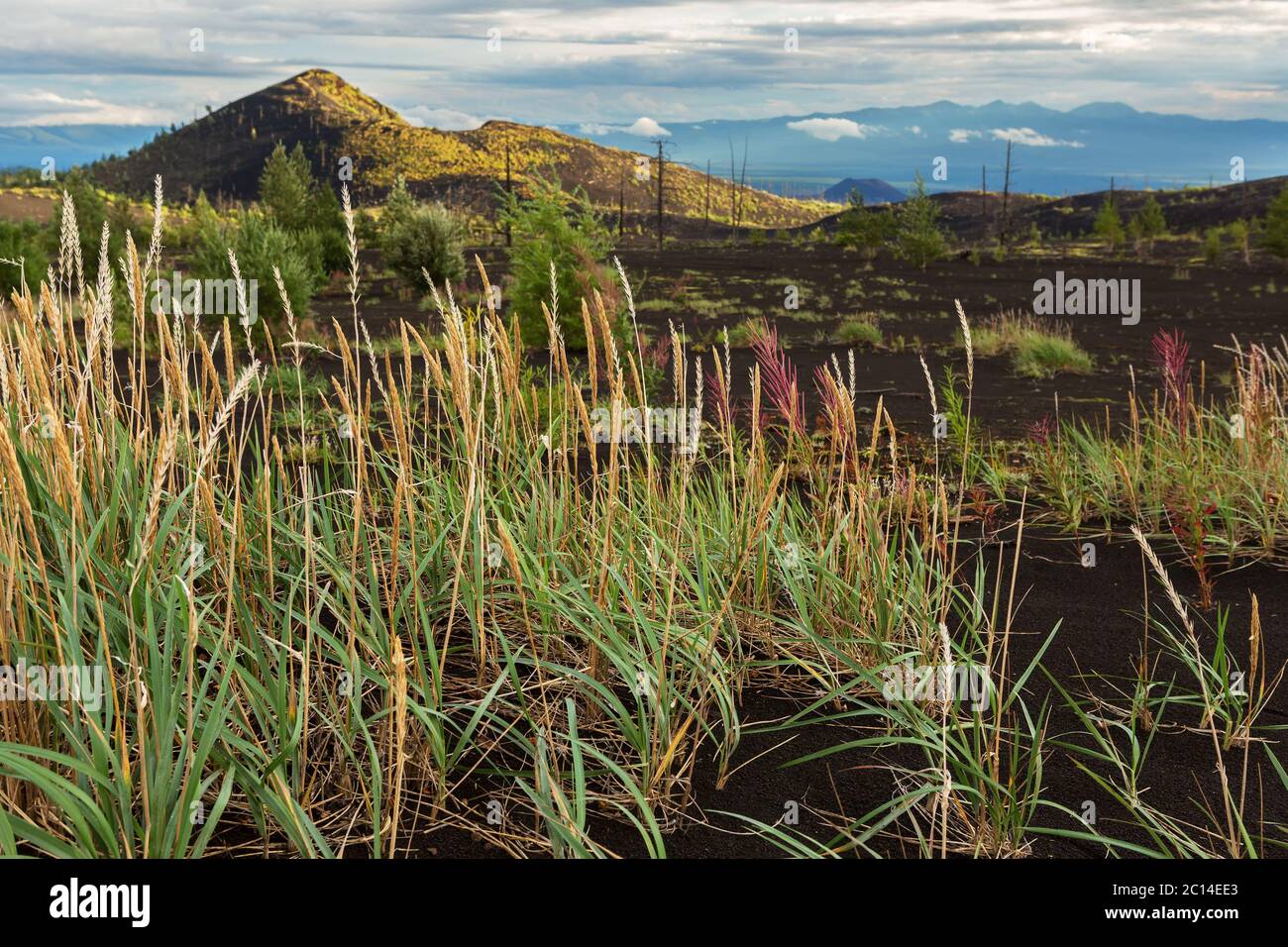 Young grass in Dead wood - consequence of a catastrophic release of ash ...