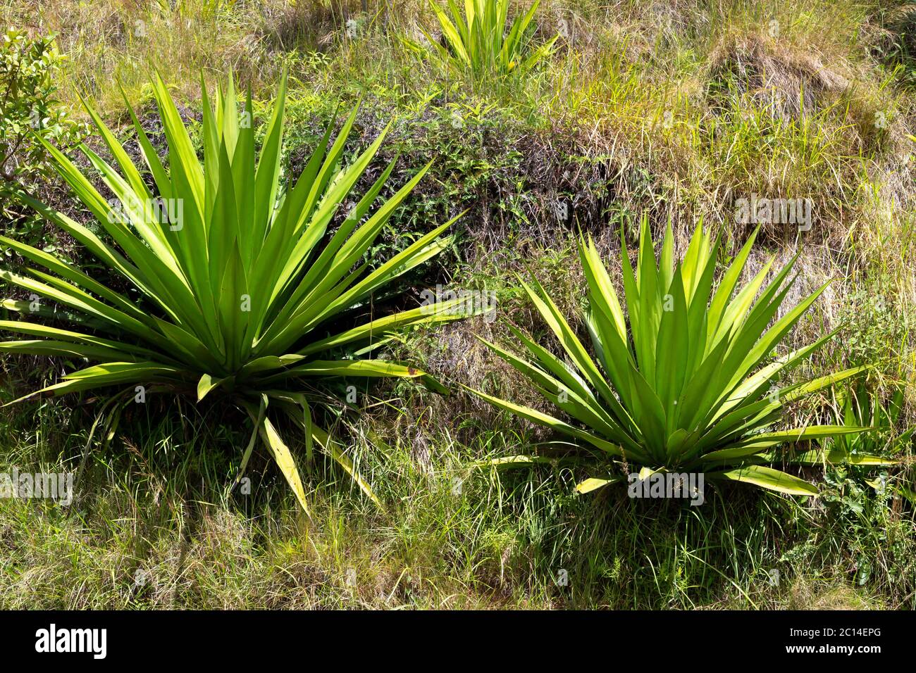 The Flora on the island of Madagascar, a few cactus plants Stock Photo ...